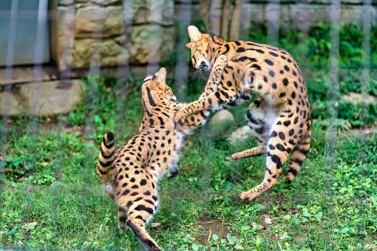 Shop - EXOTIC CATS FOR SALE